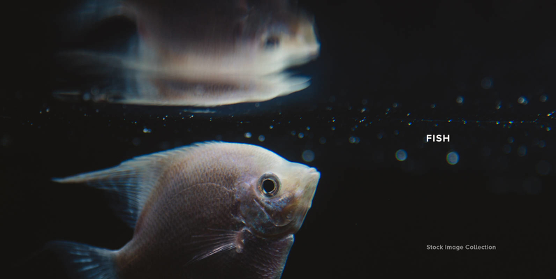 Alpha - YouWorkForThem