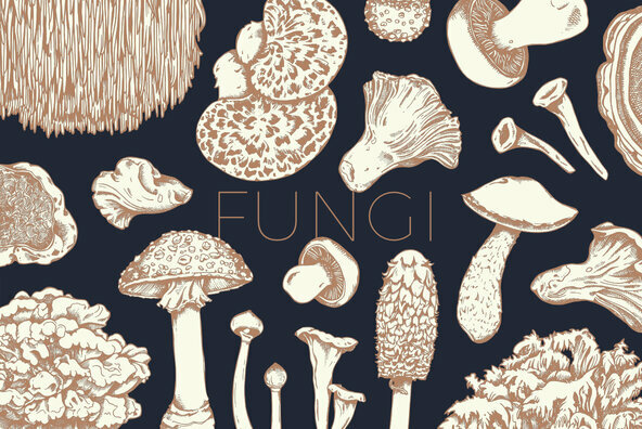 Fungi Graphics - YouWorkForThem