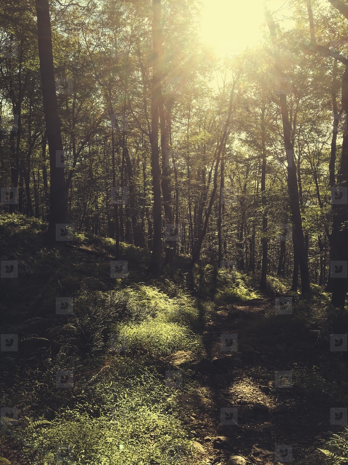 Golden hour in the forest stock photo (111329) - YouWorkForThem