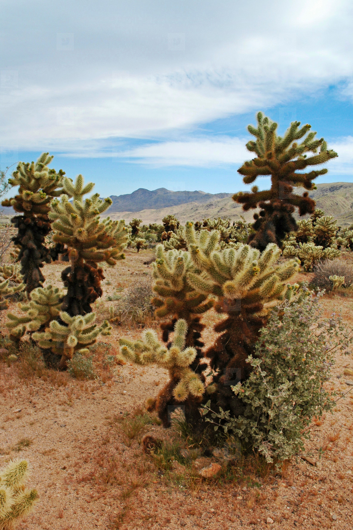 California Desert stock photo (158525) - YouWorkForThem