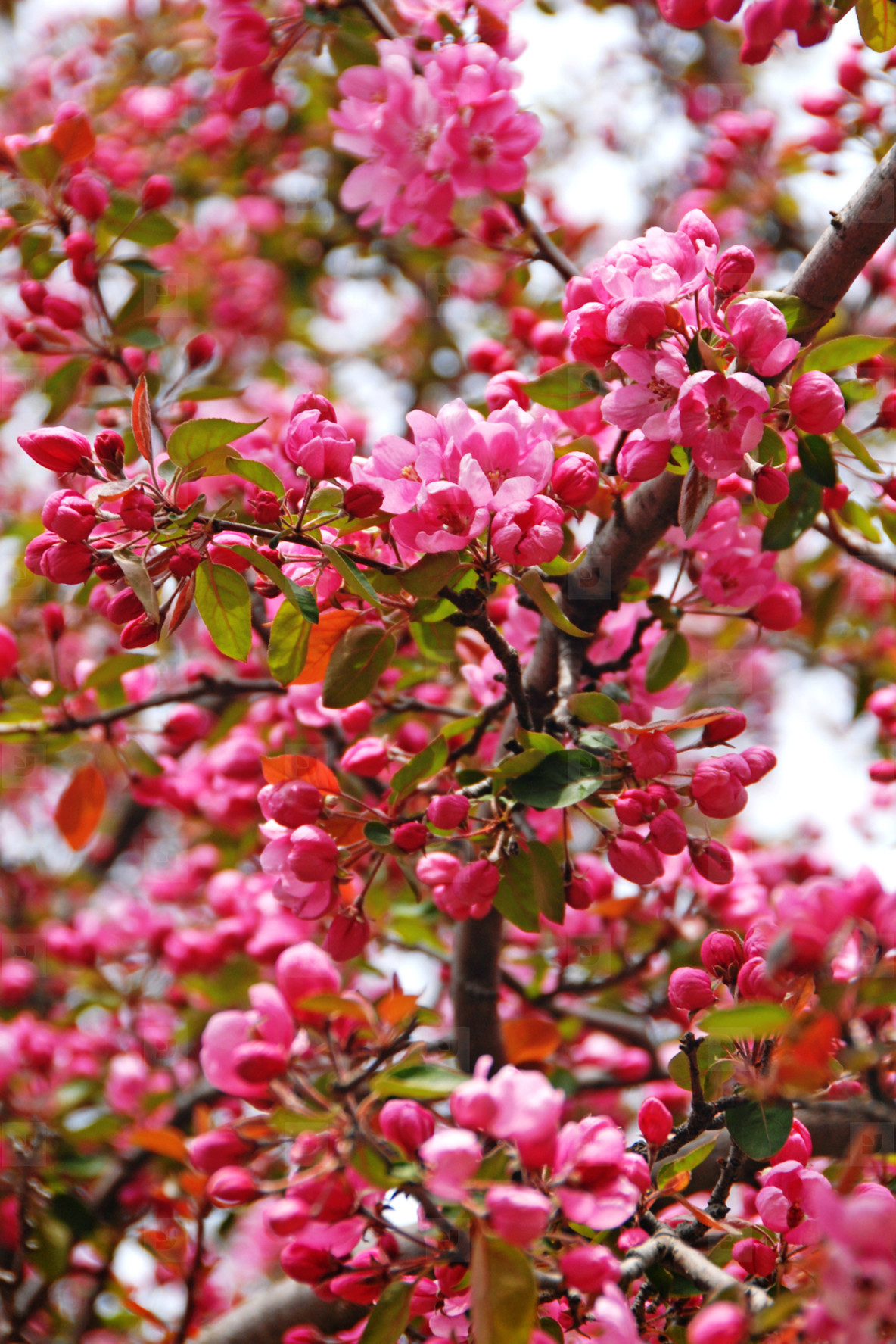 Pink Blossom stock photo (159074) - YouWorkForThem
