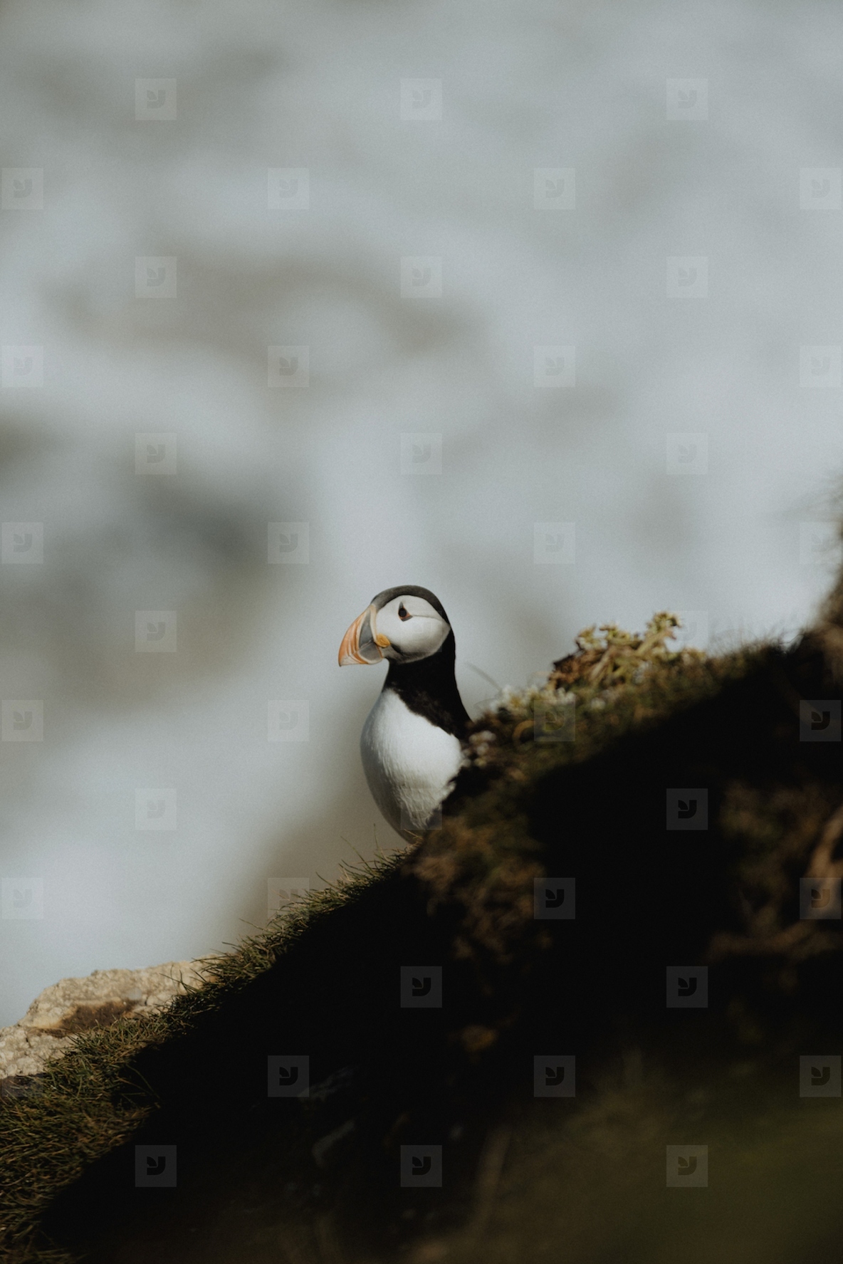 Profile puffin looking away on hill stock photo (258114) - YouWorkForThem