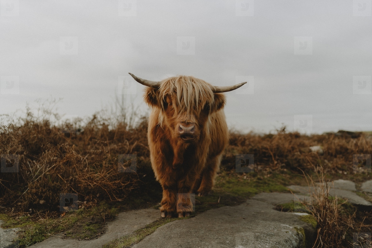 Portrait beautiful brown Highland Coo stock photo (258201) - YouWorkForThem