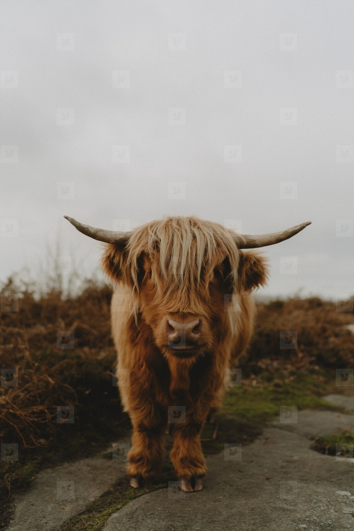 Portrait beautiful brown Highland Coo stock photo (258203) - YouWorkForThem