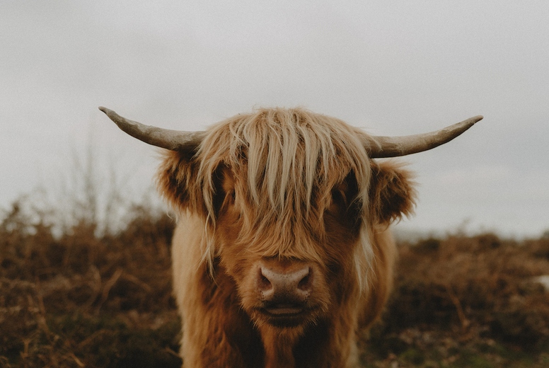 Portrait beautiful brown Highland Coo stock photo (258203) - YouWorkForThem