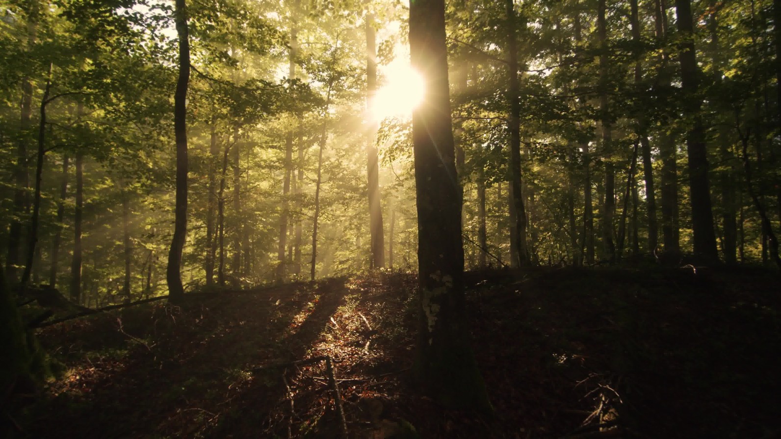 Forest Light Rays (1554) Video - YouWorkForThem