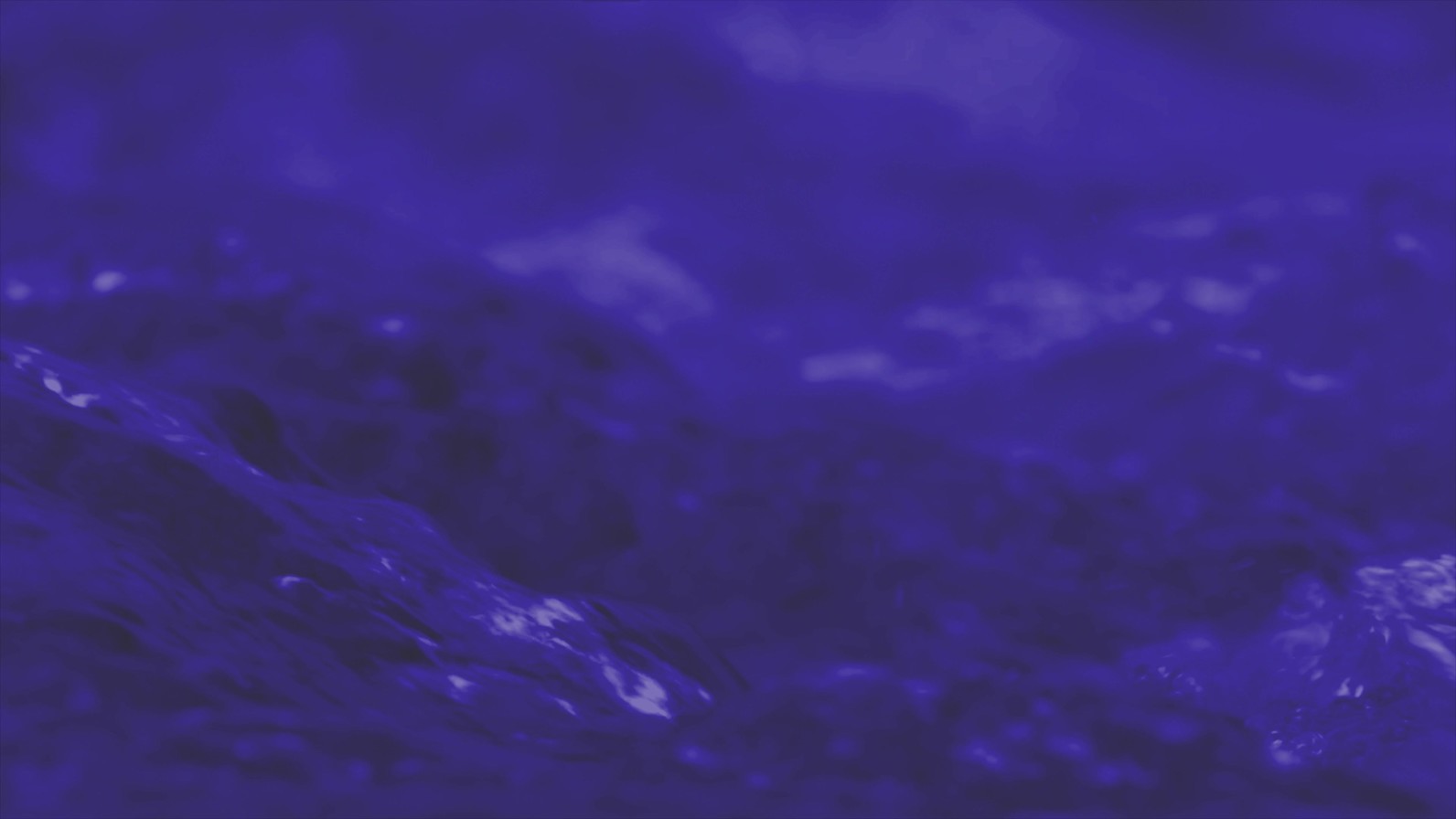 Torrent Purple (2373) Video - YouWorkForThem